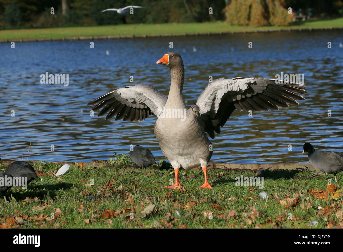 White goose with open wings at the pond hi-res stock photography and ...