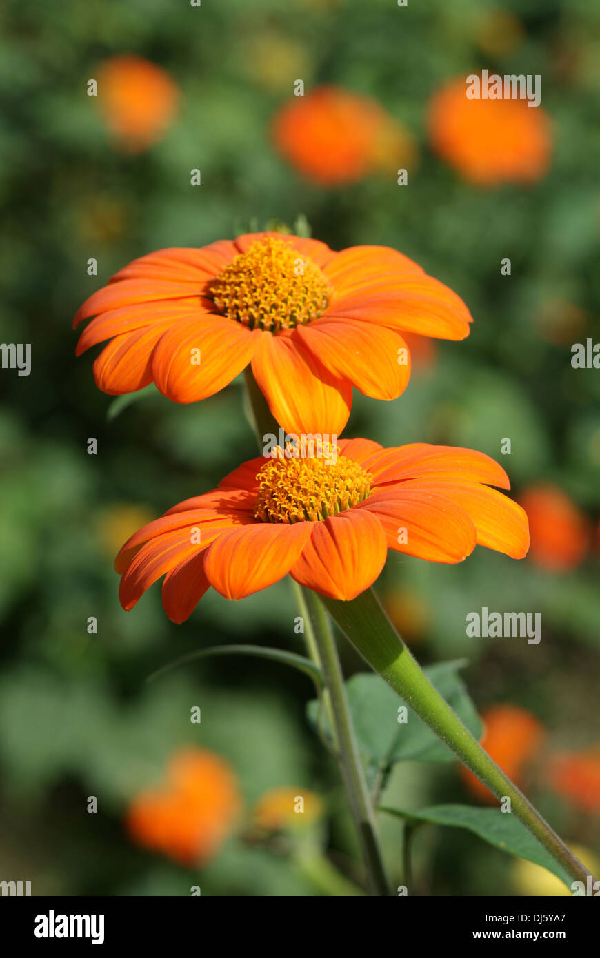 Mexican sunflower hi-res stock photography and images - Alamy