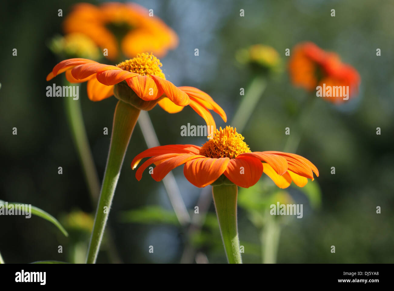 Mexican sunflower hi-res stock photography and images - Alamy