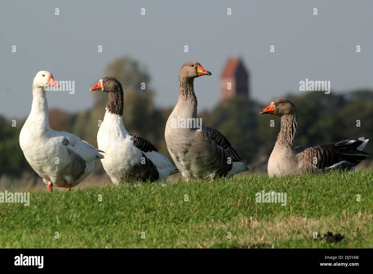 Four geese posing together Stock Photo - Alamy