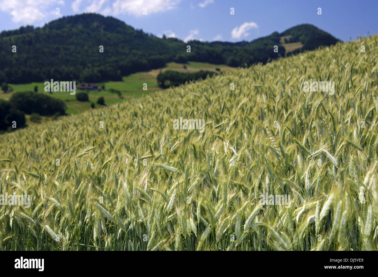Rye grain photos hi-res stock photography and images - Alamy
