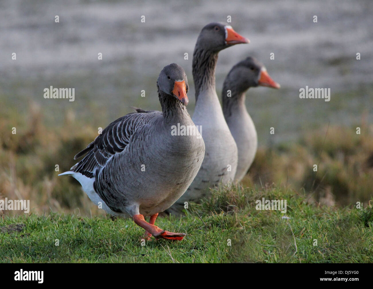 Three Greylag geese (Anser Anser) walking together Stock Photo - Alamy