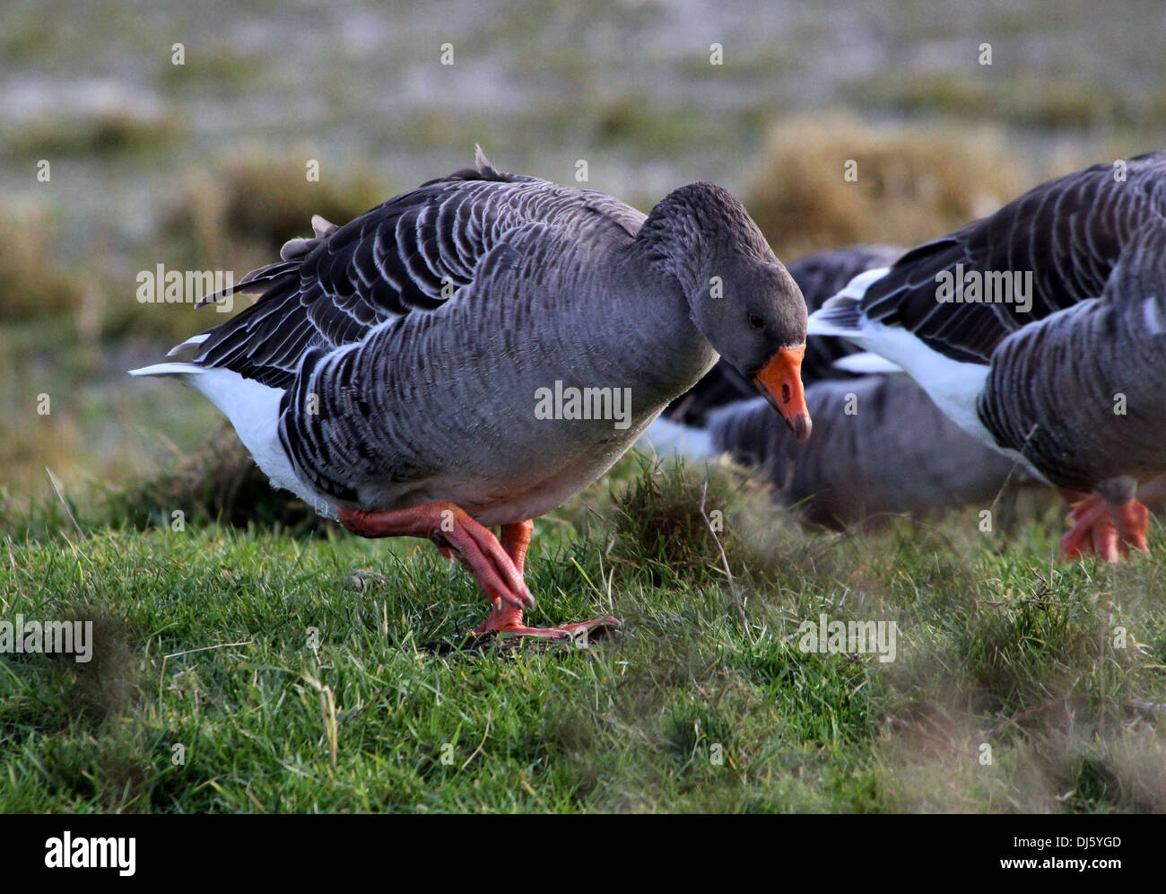 Greylag goose (Anser Anser) walking and foraging Stock Photo - Alamy