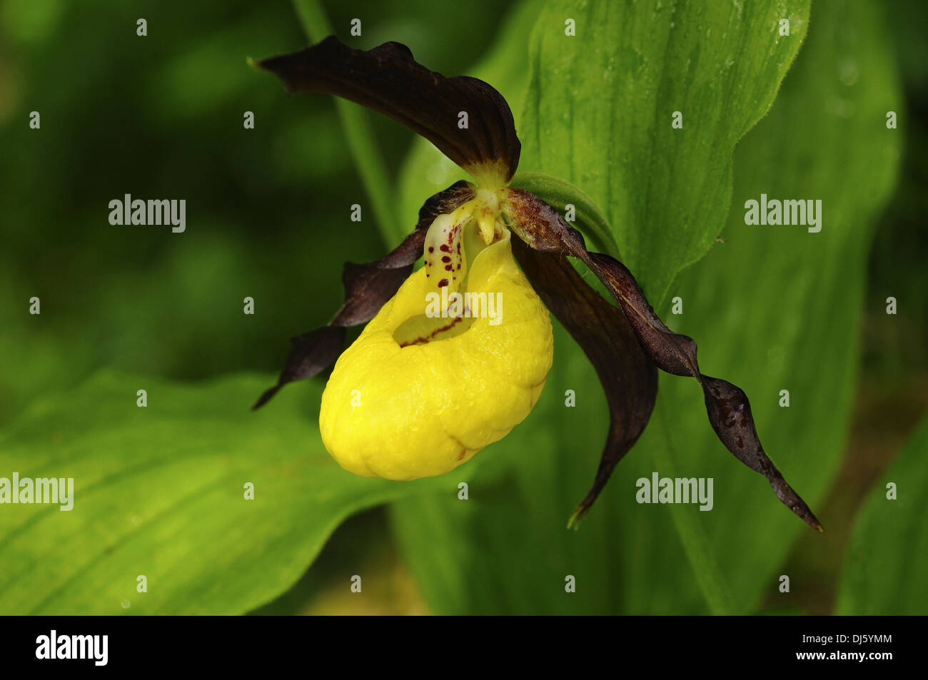 Yellow woman's shoe Stock Photo - Alamy
