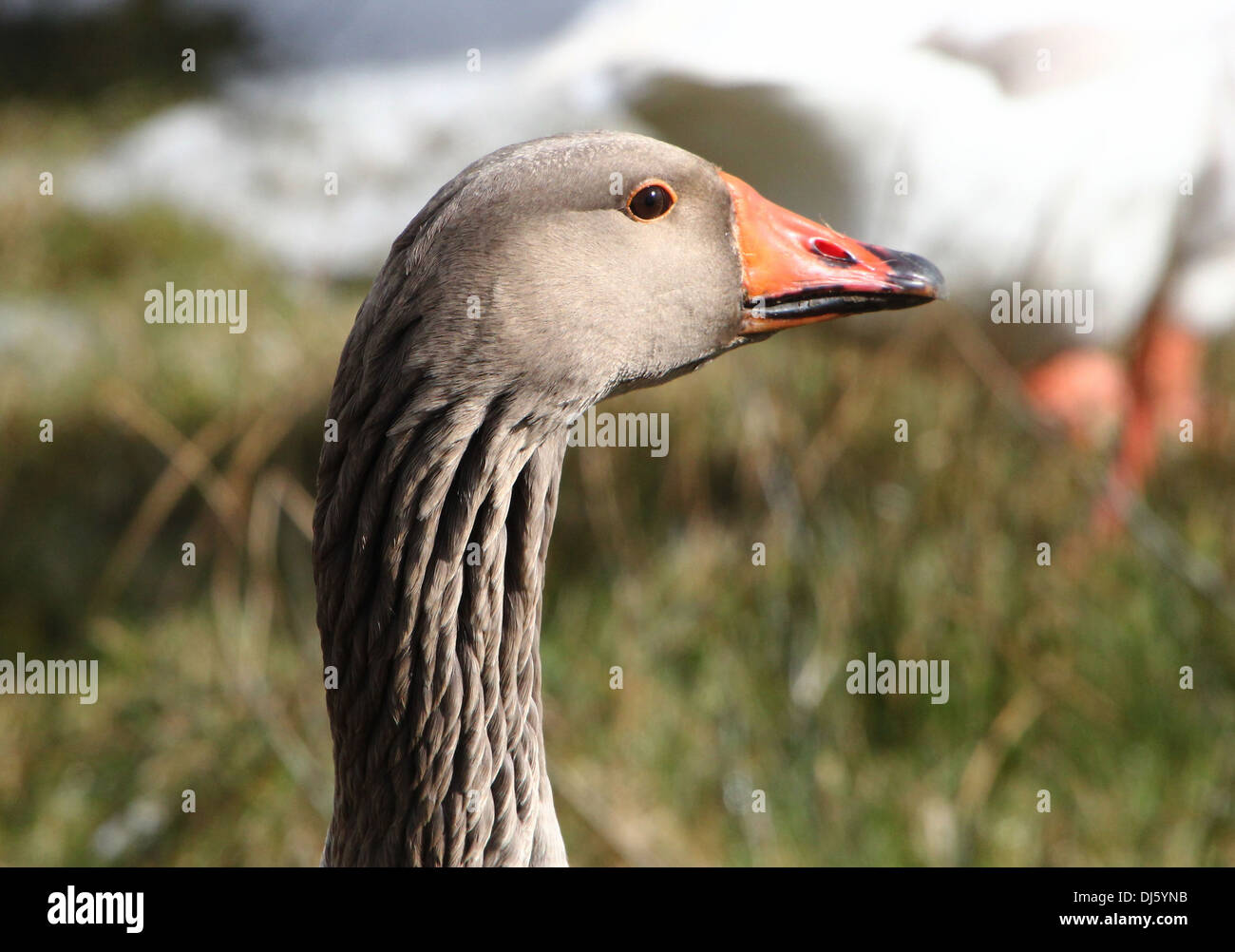 Greylag goose (Anser Anser) close-up of head and bill Stock Photo - Alamy