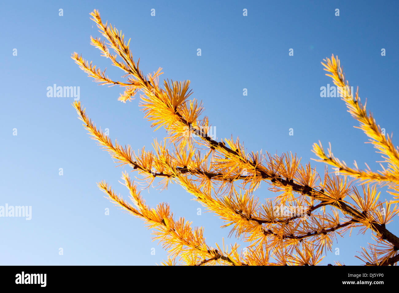 Fall colours on a Larch Tree Stock Photo - Alamy
