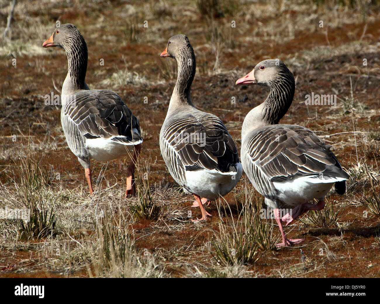 Three Greylag goose (Anser Anser) walking in tandem Stock Photo - Alamy