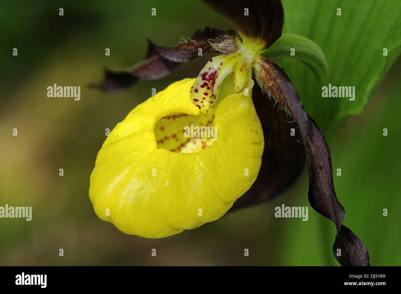 Yellow woman's shoe Stock Photo - Alamy