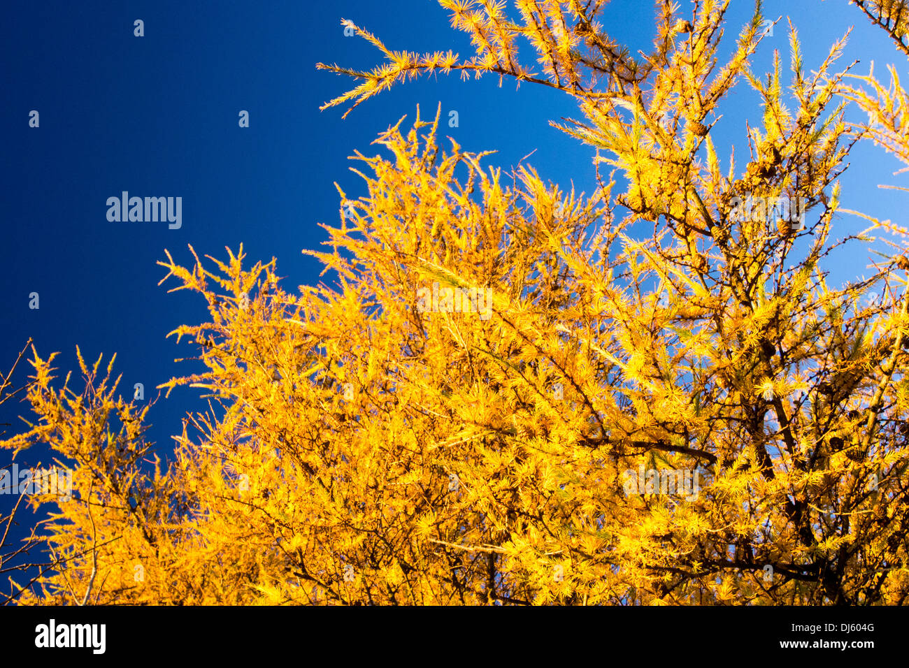Fall colours on a Larch Tree Stock Photo - Alamy