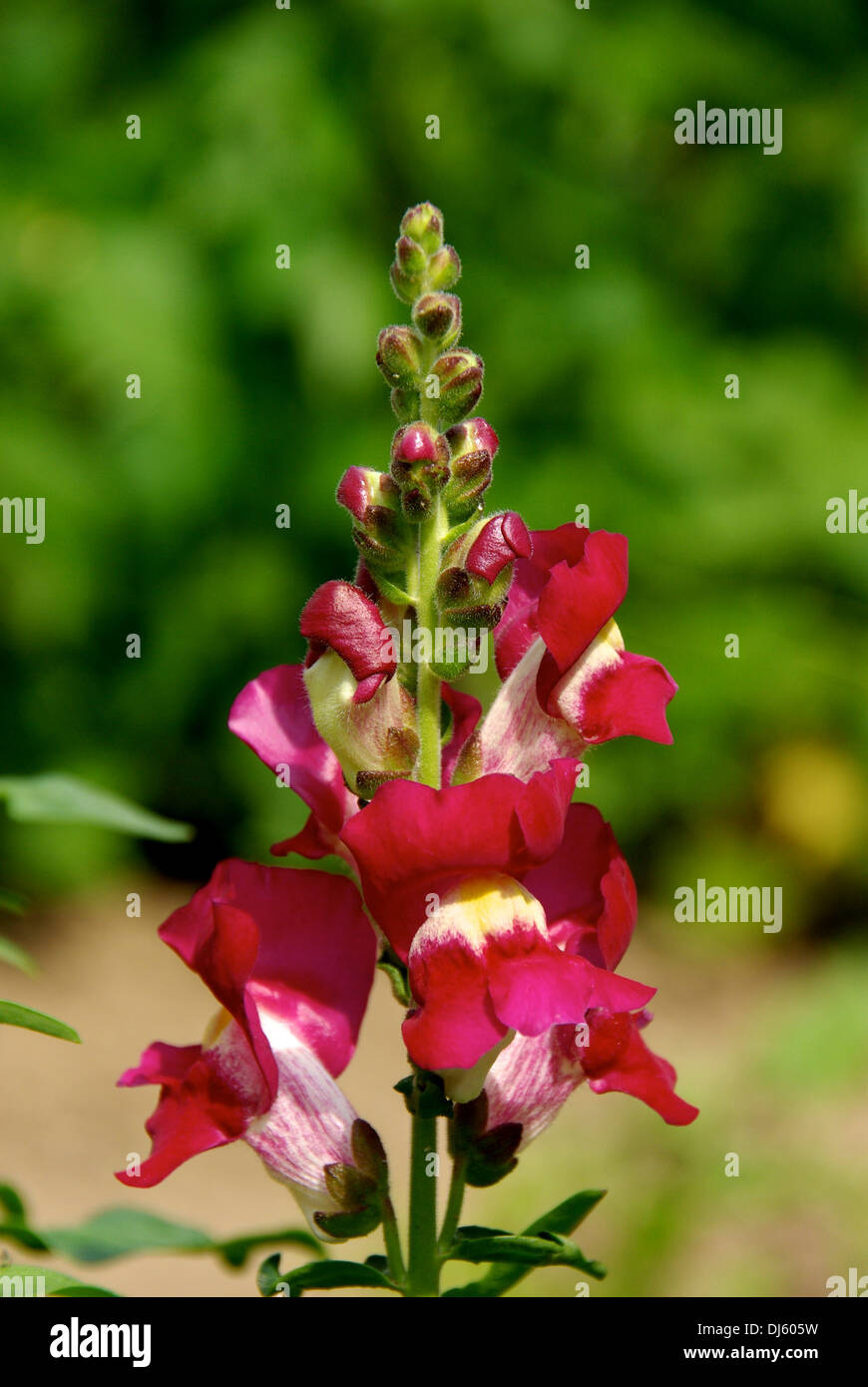 Rosa entspannen hi-res stock photography and images - Alamy