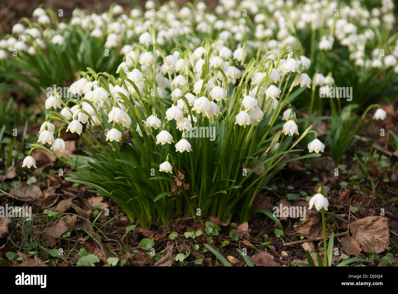 Flakes flowers hi-res stock photography and images - Alamy