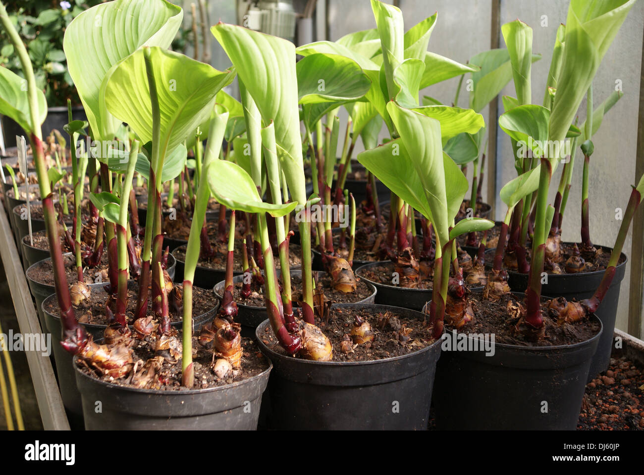 Canna indica hi-res stock photography and images - Alamy