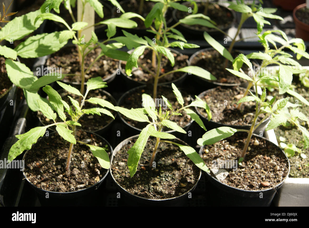 Sowing tomato seeds hi-res stock photography and images - Alamy