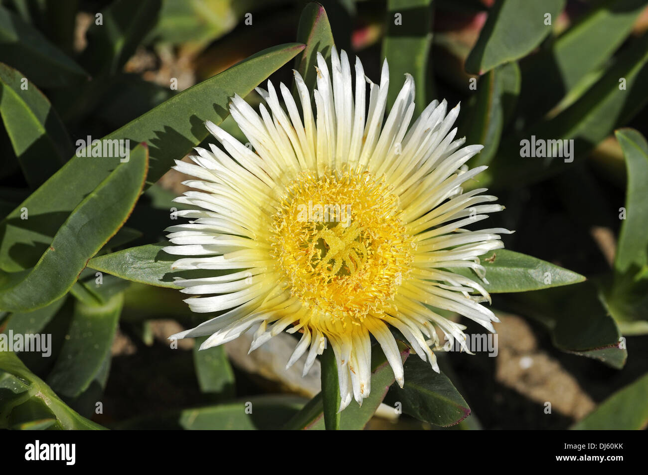 Carpobrotus edulis hi-res stock photography and images - Alamy