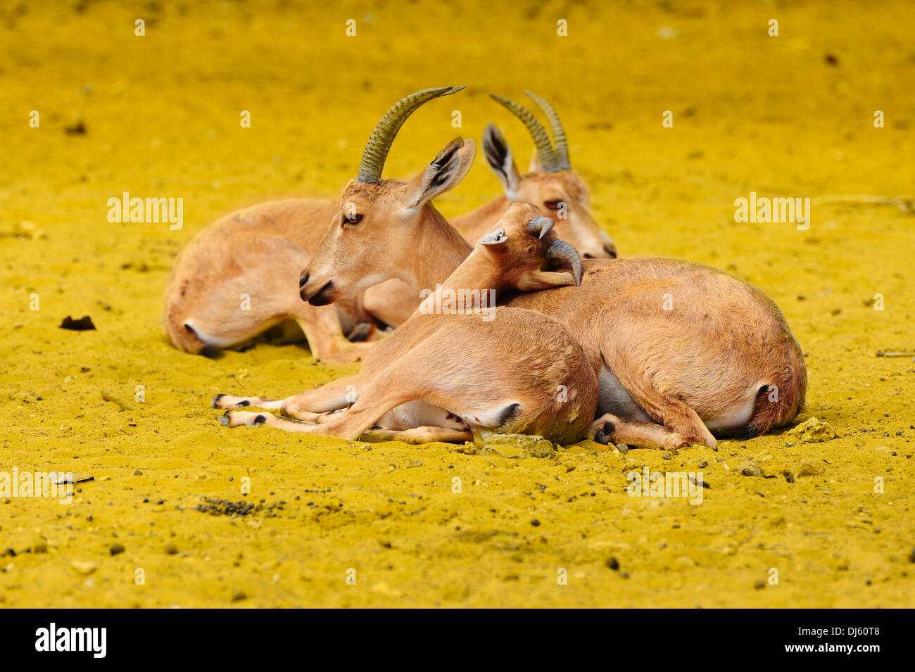 Ram gazelle hi-res stock photography and images - Alamy