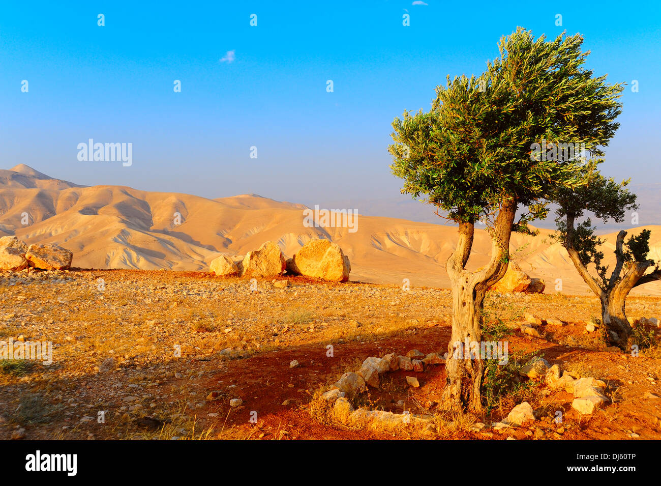 Israel landscape olive hi-res stock photography and images - Alamy