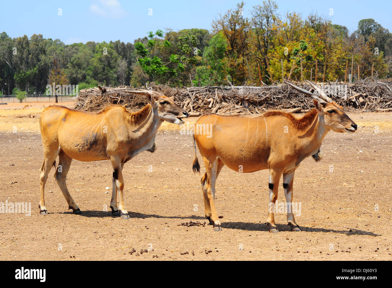 Bull eland hi-res stock photography and images - Alamy