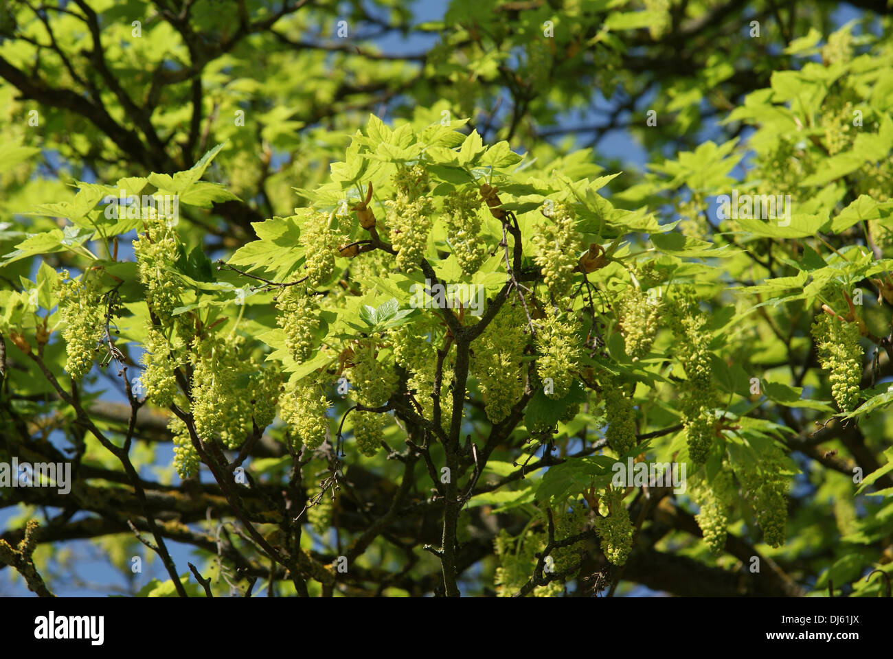Maple sycamore maple hi-res stock photography and images - Alamy