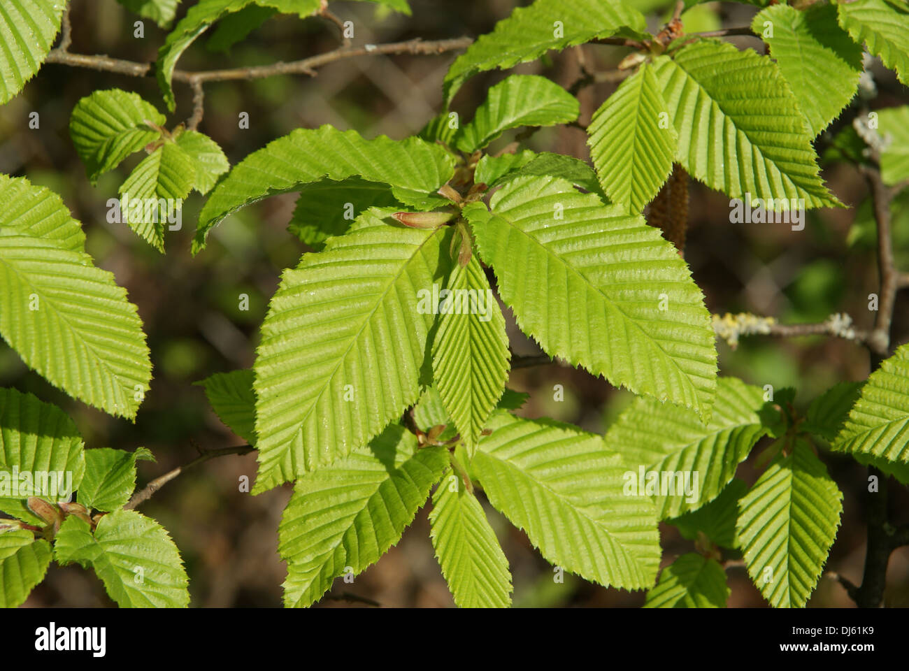 Common hornbeams hi-res stock photography and images - Alamy