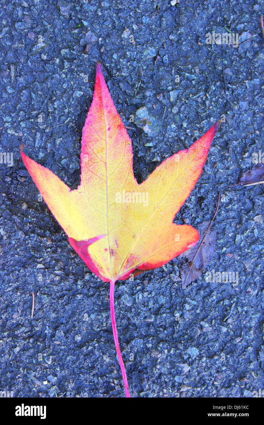 Red maple leaf on road with hi-res stock photography and images - Alamy