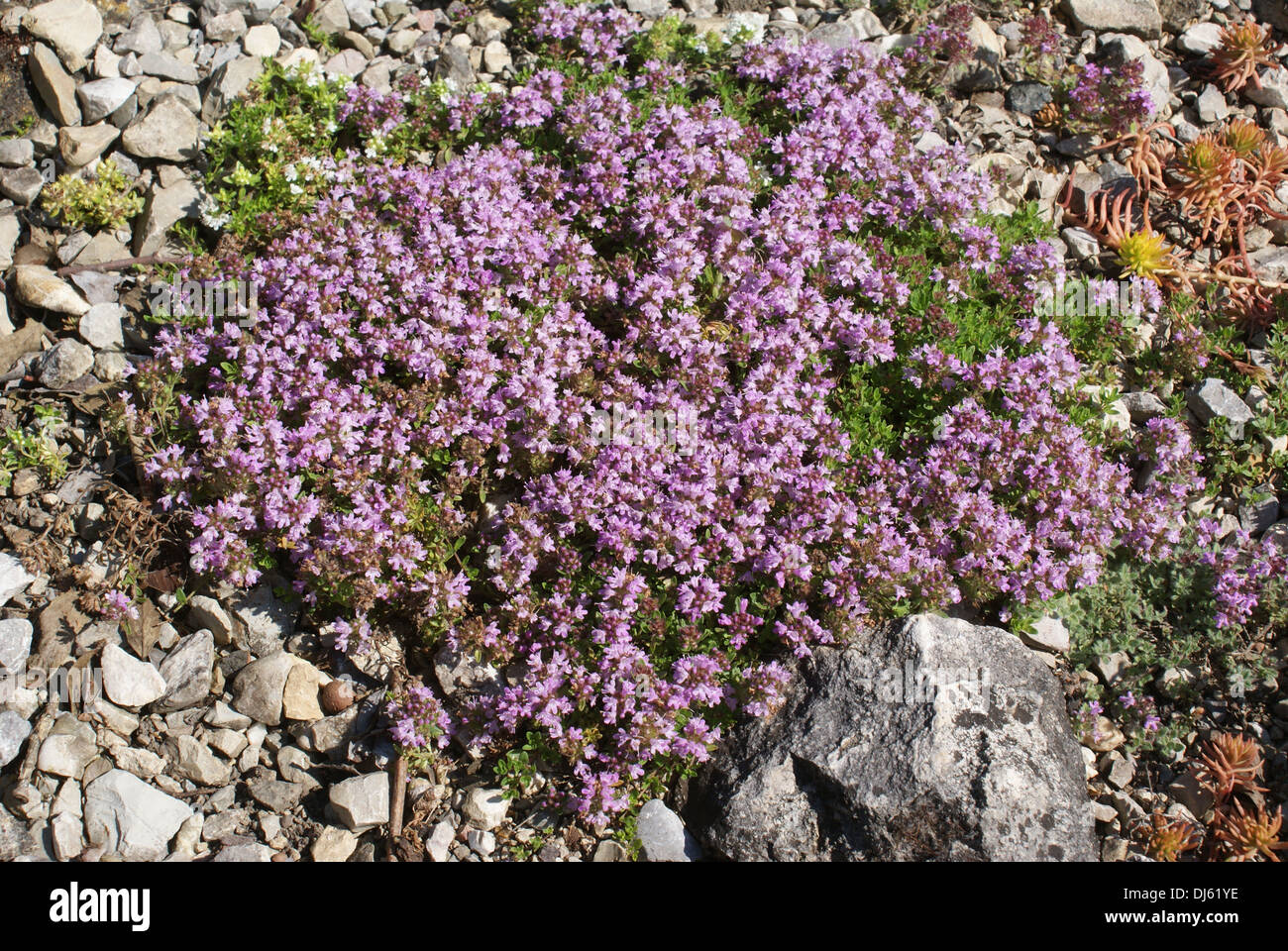 Thymus praecox hi-res stock photography and images - Alamy
