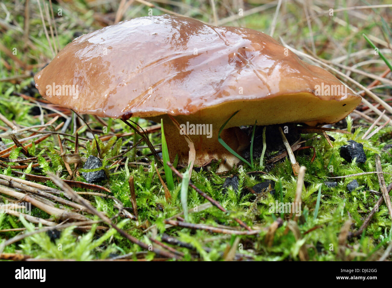 Mushroom suillus luteus growing in the forest Stock Photo - Alamy