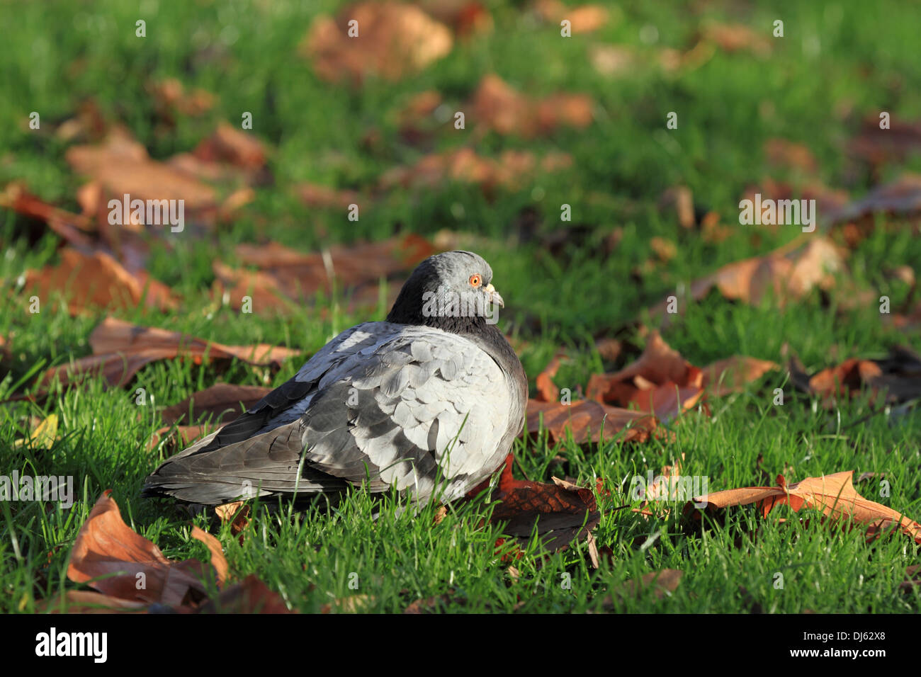 A feral pigeon sits amongst autumn leaves on grass sunbathing, basking ...