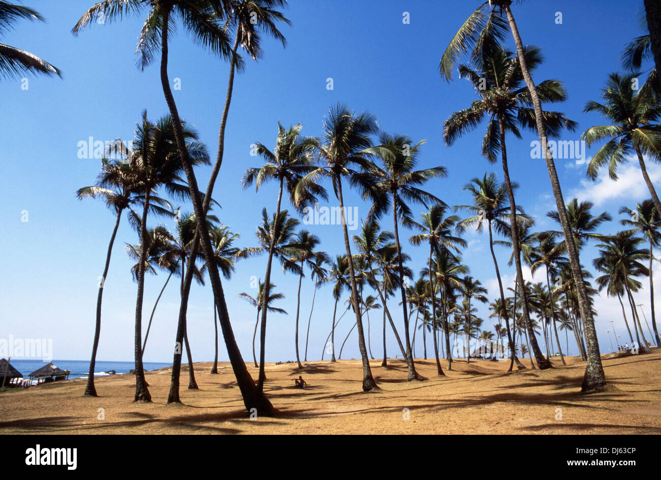 Palms tree on sky hi-res stock photography and images - Alamy