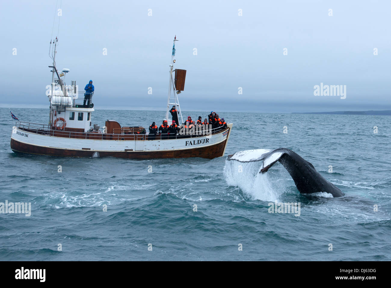 Whale, watching, boat tour,coastline Husavik, Iceland Stock Photo - Alamy