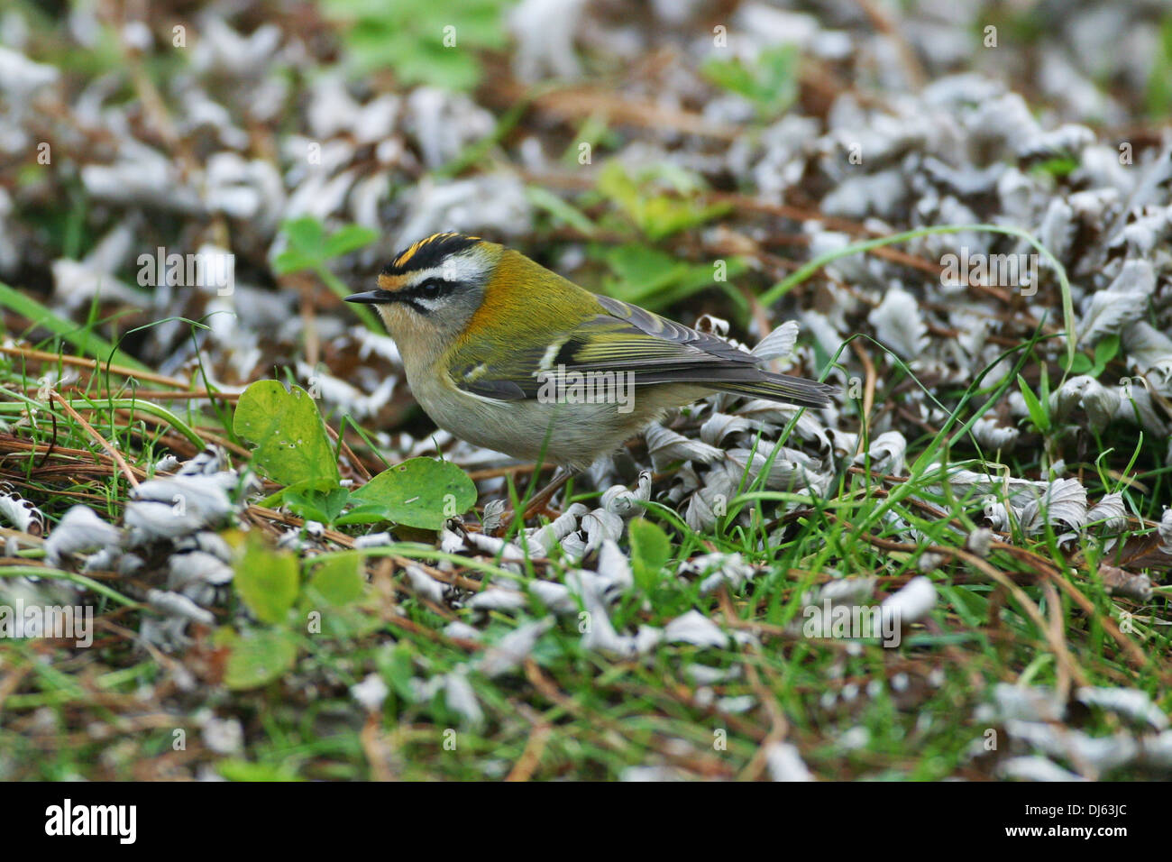 Firecrest Regulus ignicapilla Stock Photo - Alamy