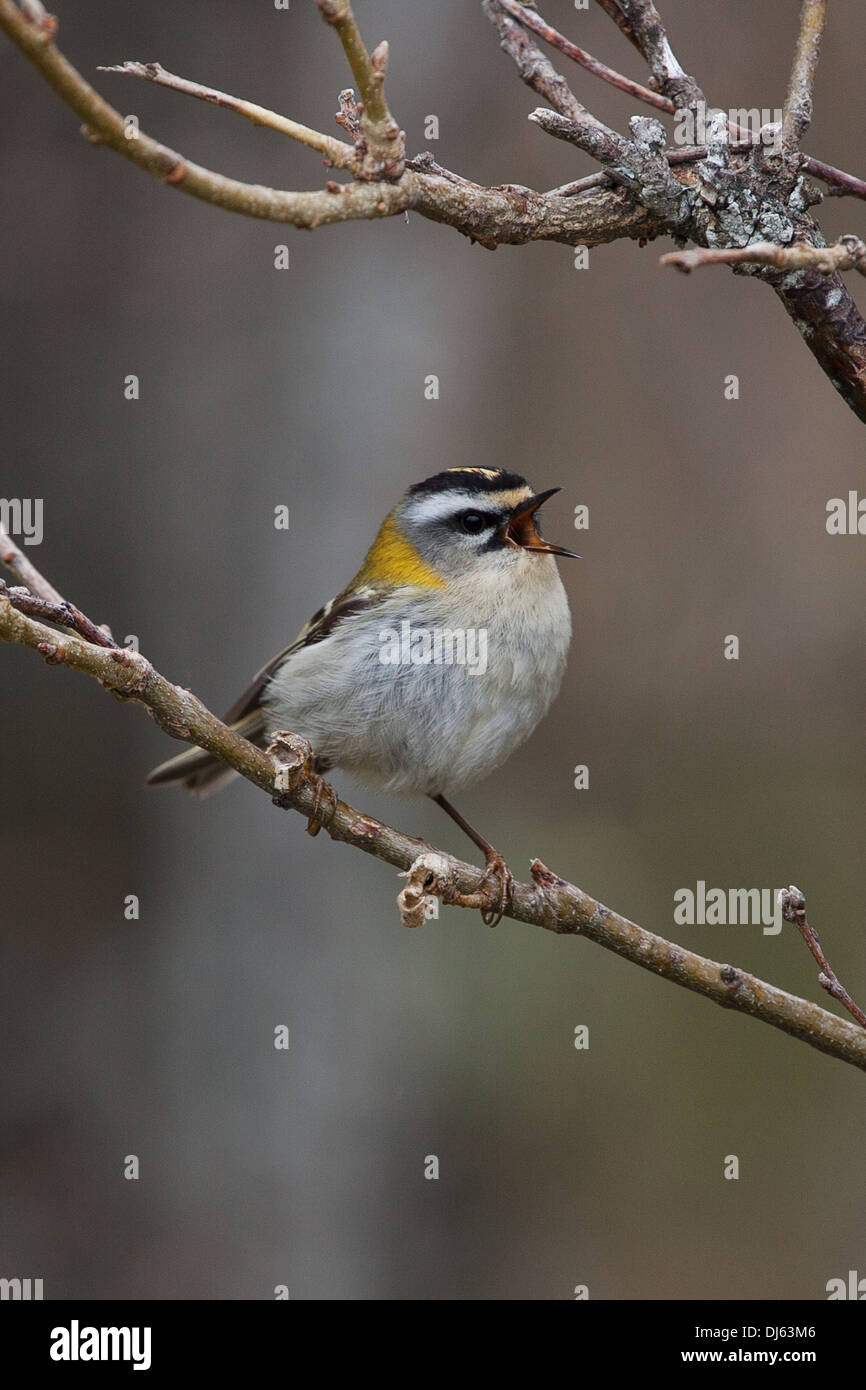 Firecrest Regulus ignicapilla Stock Photo - Alamy