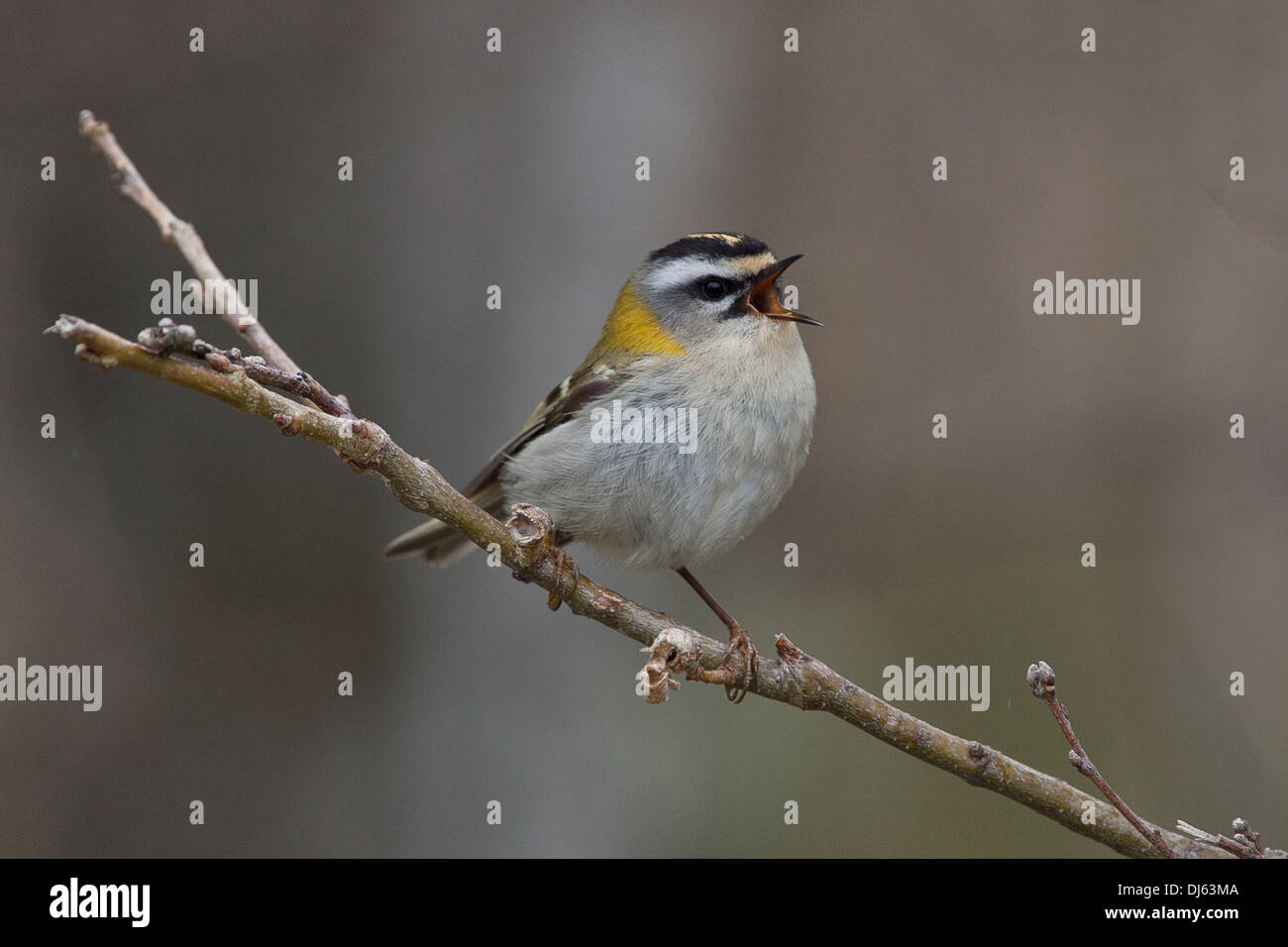 Firecrest Regulus ignicapilla Stock Photo - Alamy