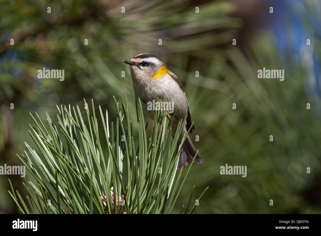 Firecrest Regulus ignicapilla Stock Photo - Alamy