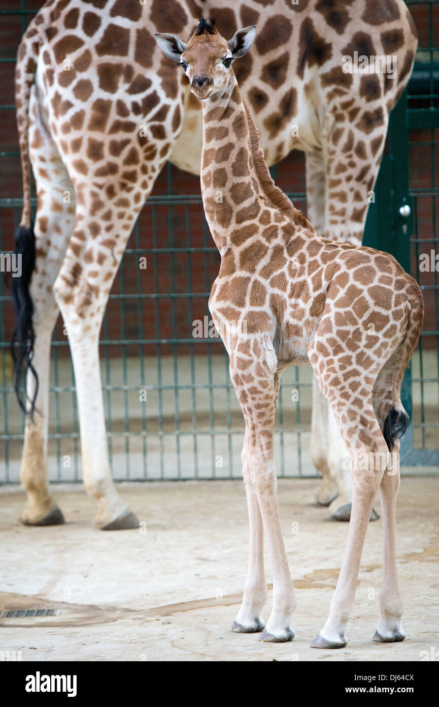Berlin, Germany. 22nd Nov, 2013. Rothschild's giraffe baby Fritz stands ...