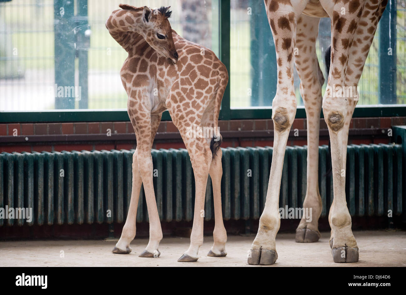 Berlin, Germany. 22nd Nov, 2013. Rothschild's giraffe baby Fritz stands ...