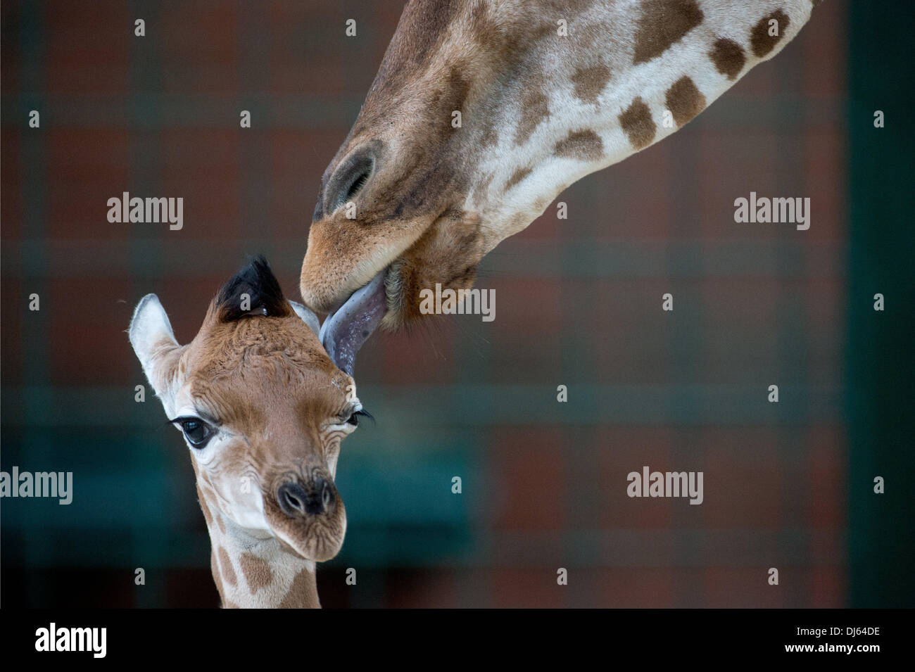 Berlin, Germany. 22nd Nov, 2013. Rothschild's giraffe baby Fritz stands ...