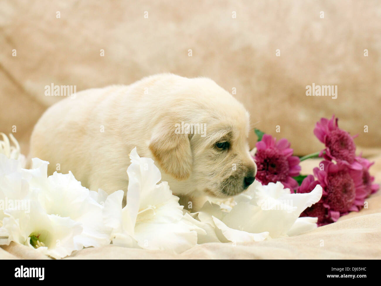 sweet yellow labrador puppy on the pale background with flowers Stock ...