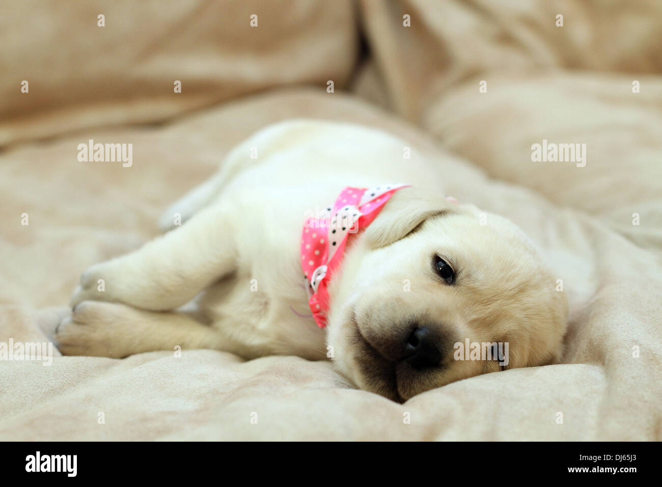 sweet yellow labrador puppy on the pale background Stock Photo - Alamy