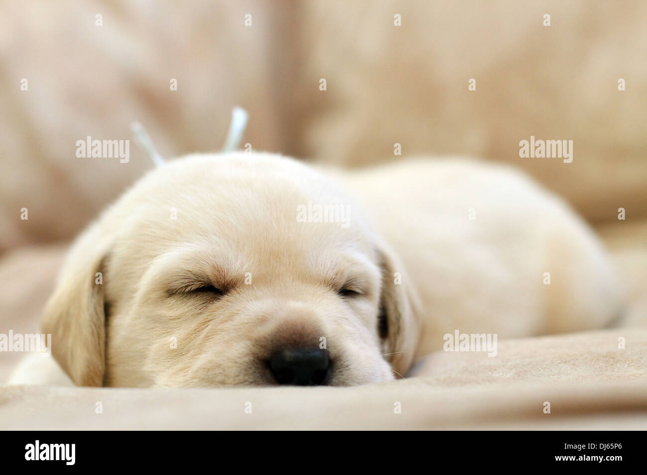 sweet yellow labrador puppy on the pale background sleeping Stock Photo ...