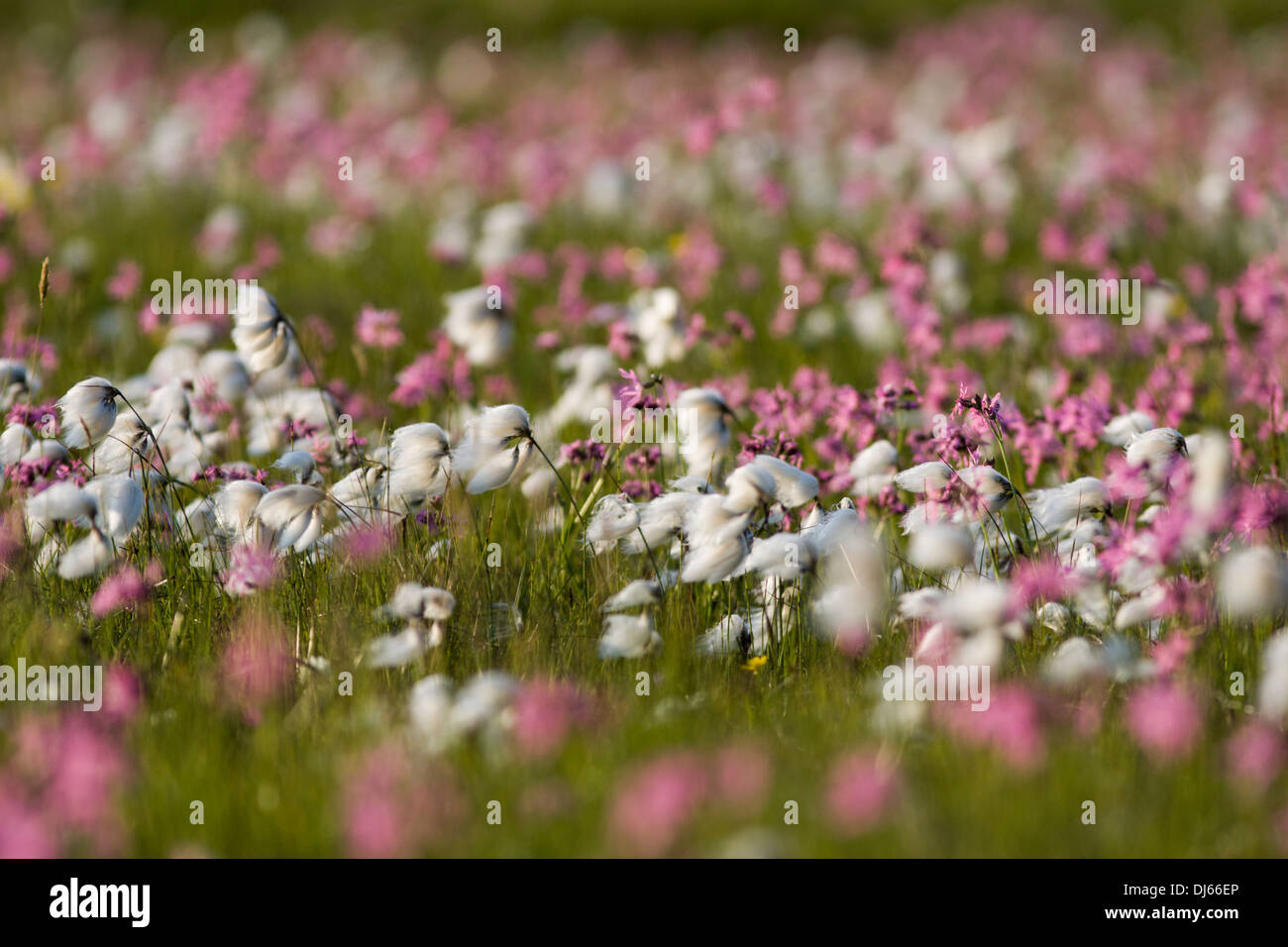 Scottish Wild Flower High Resolution Stock Photography and Images - Alamy