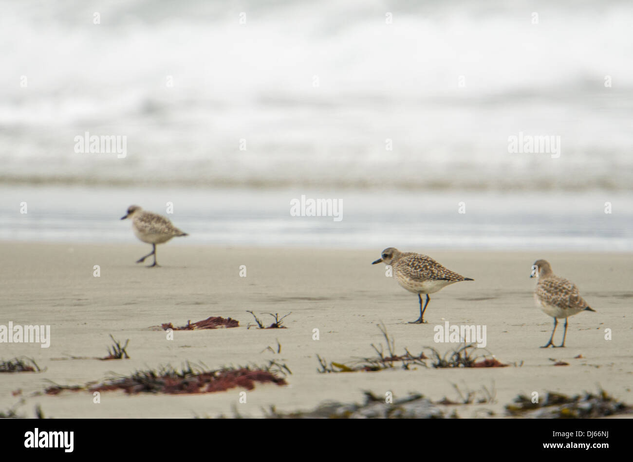 Wading Birds Of Britain High Resolution Stock Photography and Images ...