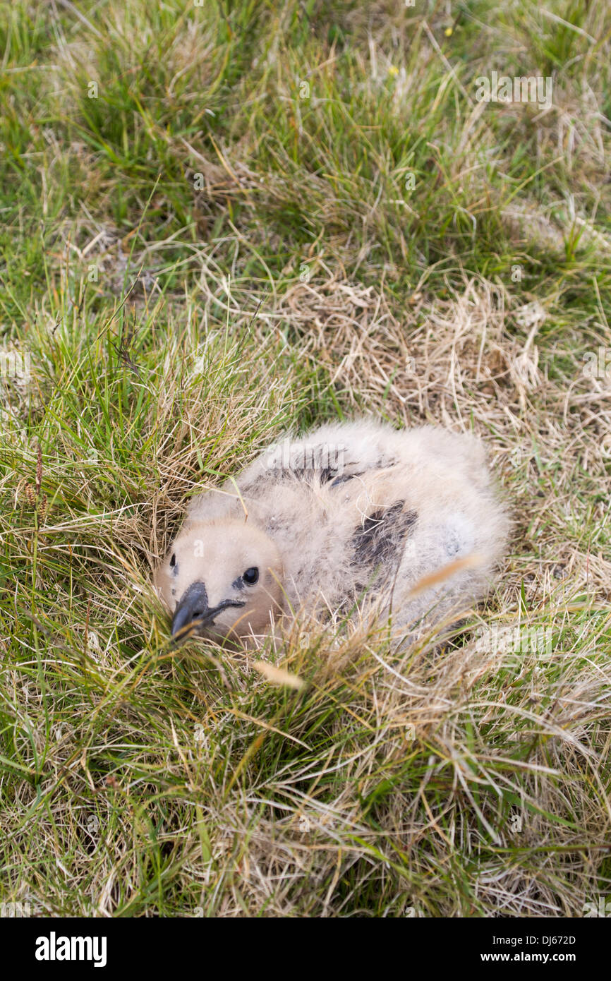 Skua Chick High Resolution Stock Photography and Images - Alamy