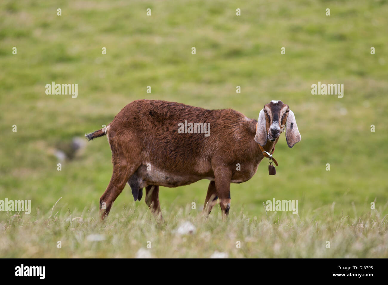 Nubian goat hi-res stock photography and images - Alamy