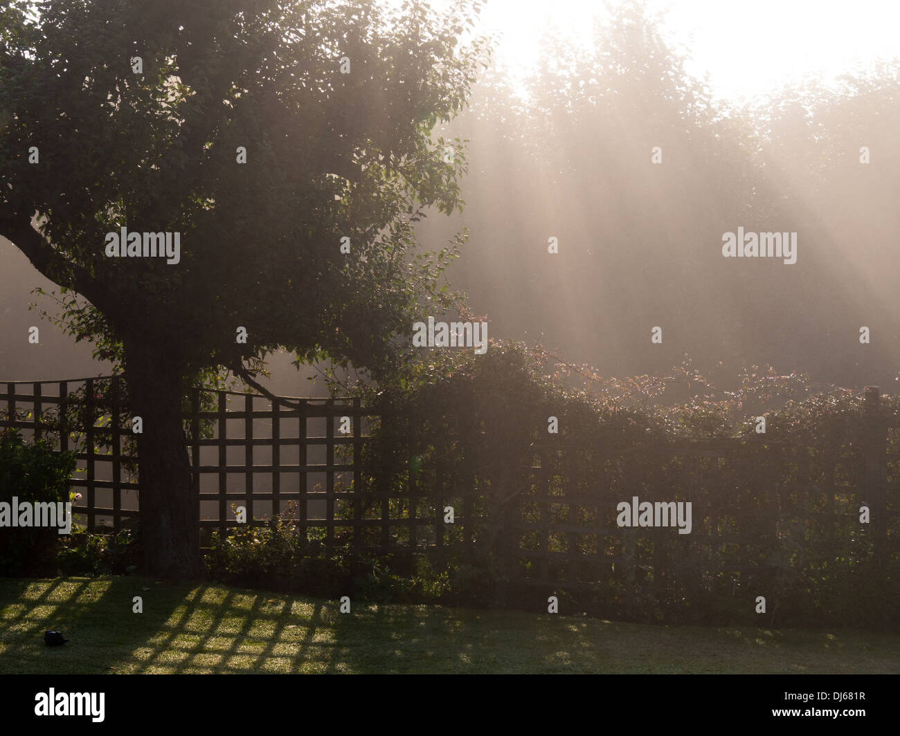 The pride of the morning hi-res stock photography and images - Alamy