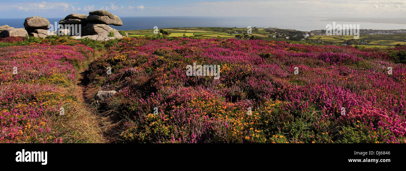 View over Gorse and Heather moors to St Ives Bay, Cornwall, England, UK ...