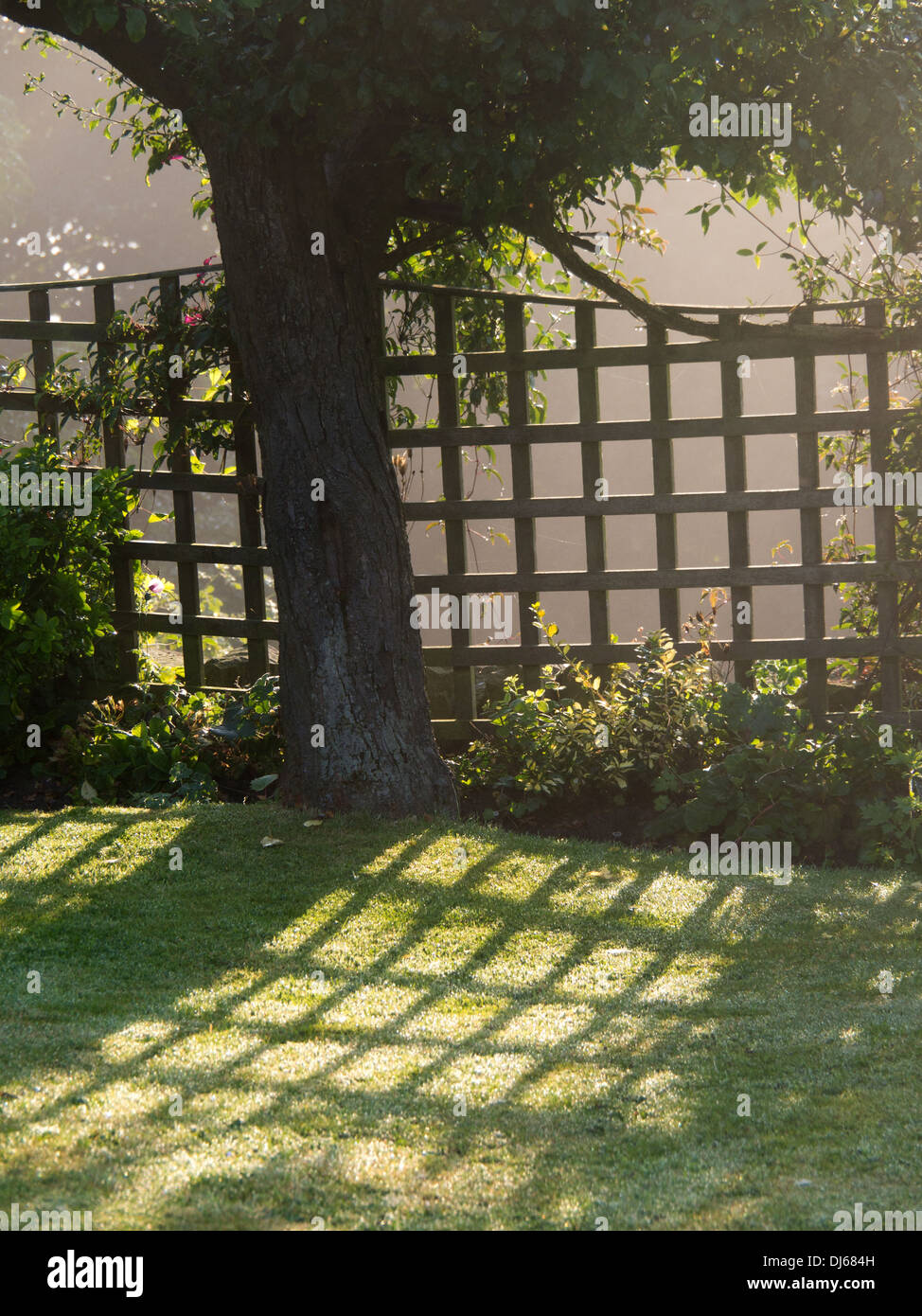 garden with sunlight early morning sun Stock Photo - Alamy