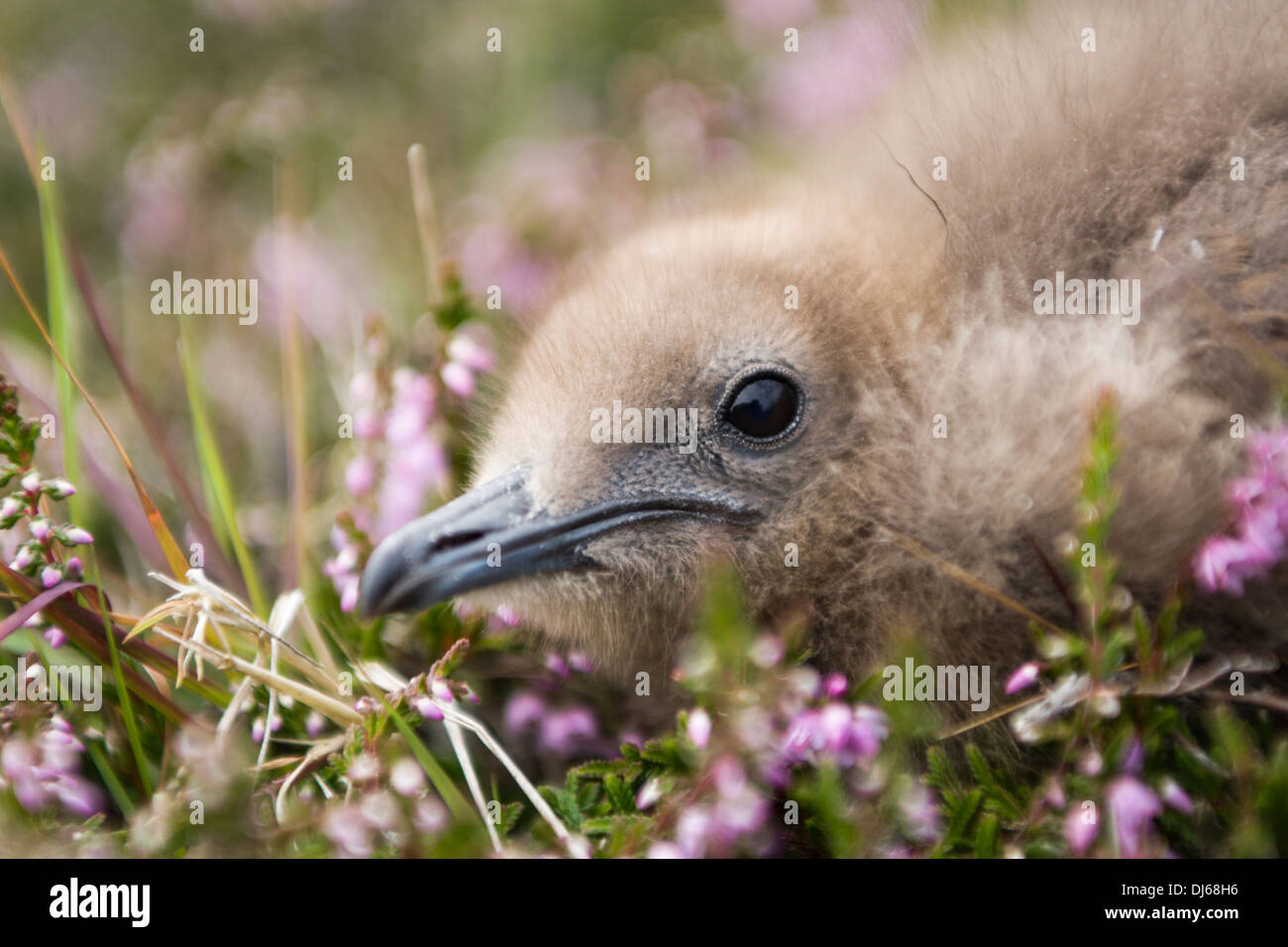 Arctic skua (Stercorarius parasiticus) chick on Fair Isle Stock Photo ...