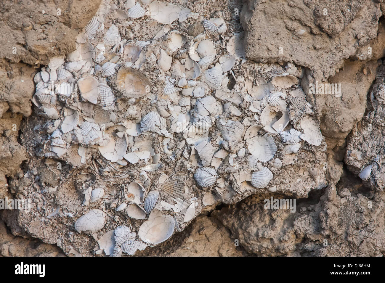 Limestone, a sedimentary rock with Nummulites from paleogene, neogene ...