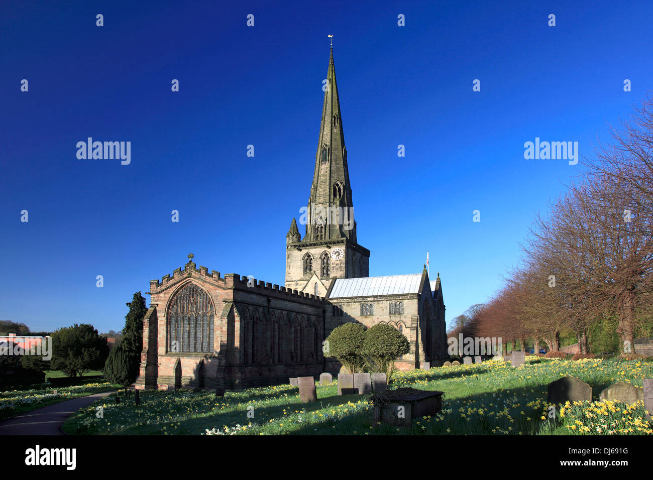 Spring Daffodils St Oswalds church, Ashbourne town, Peak District ...