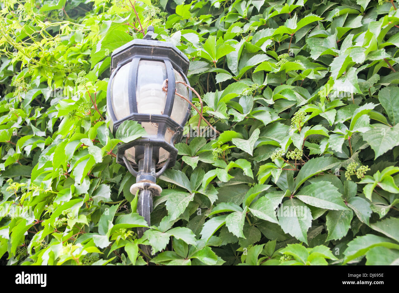 View of a green street lamp and a green leaf Stock Photo - Alamy